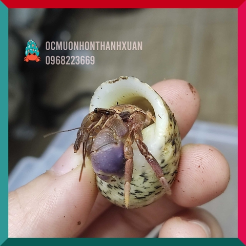 Các loại ốc mượn hồn